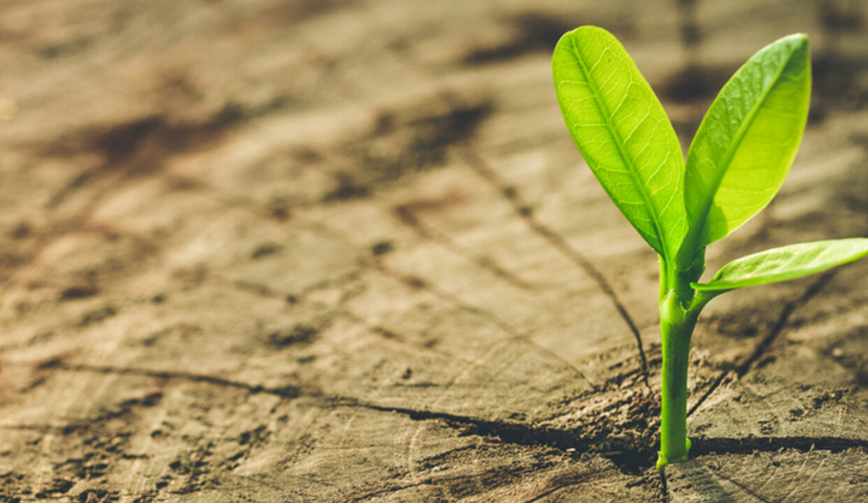 Digitization in family-run businesses: achieving a harmony between ...